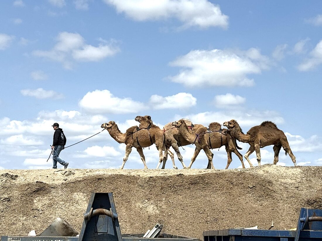 Camels make appearance in ND | News, Sports, Jobs - Minot Daily News
